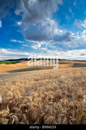 Wheat field, Palouse, Eastern Washington Stock Photo - Alamy