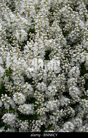 Hebe (White Flowering Stock Photo - Alamy