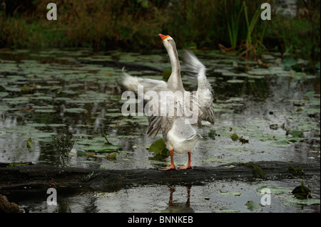 Goose Beaver Marsh Cuyahoga Valley National Park Ohio USA America ...