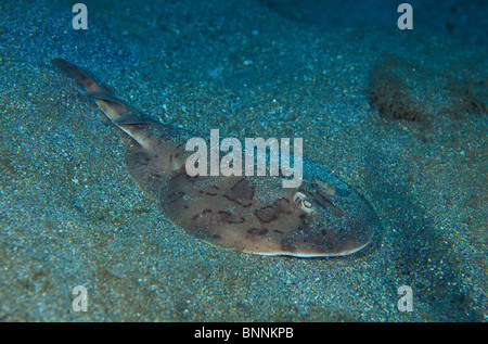A Lesser Electric Ray (Narcine brasiliensis) in Florida, USA Stock ...