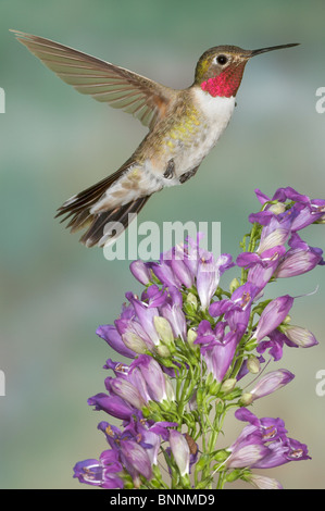 Broad Tailed Hummingbird Stock Photo - Alamy