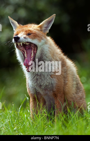 Red fox (Vulpes vulpes), captive, UK Stock Photo - Alamy
