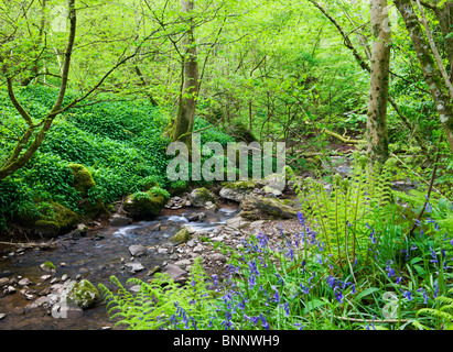 Welsh Woodland Stream at Pwll-y-Wrach near Talgarth, Wales Stock Photo ...