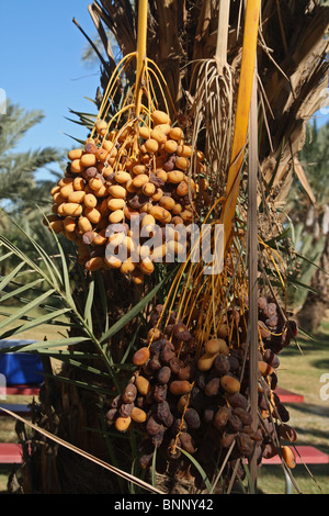 Date Palm - cultivated dates grown commercially in the Coachella Valley ...