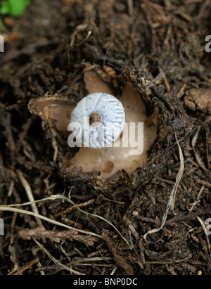 Earthstar, Geastrum striatum, Geastraceae, syn Geastrum bryantii Stock ...