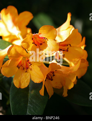 Rhododendron javanicum var. javanicum, Ericaceae, Java, Malesia, South ...