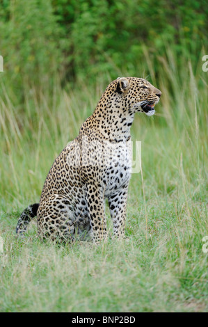 Leopard walking at talek river banks, Maasai Mara, Kenya Stock Photo ...