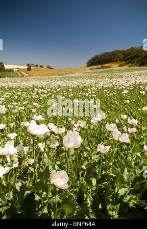 Poppy Field in Tasmania - Australia Stock Photo - Alamy