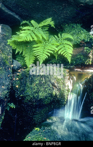 Broad buckler fern Dryopteris dilata Indusia South Yorkshire Stock ...