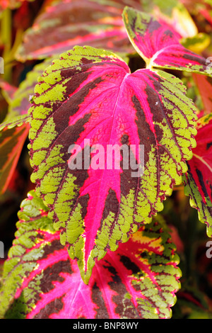 Vertical closeup of the Coleus plants Stock Photo - Alamy