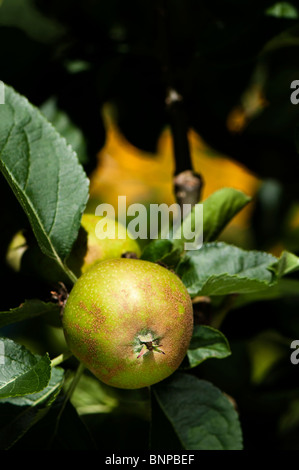 Apples Flower of Kent growing in an English orchard Stock Photo - Alamy