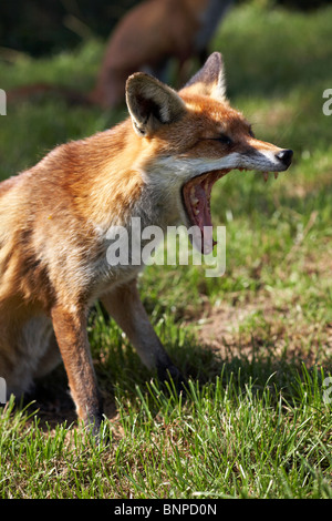 FOX WITH MOUTH WIDE OPEN Stock Photo - Alamy