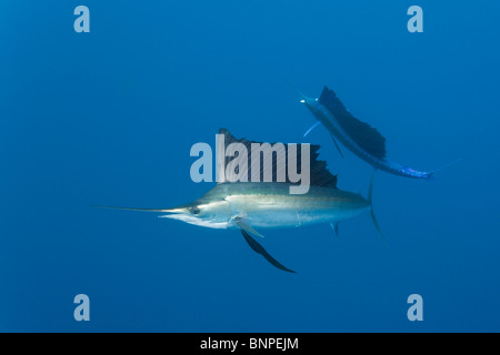 Atlantic Sailfishes, Istiophorus albicans, Islamorada, Florida Keys ...