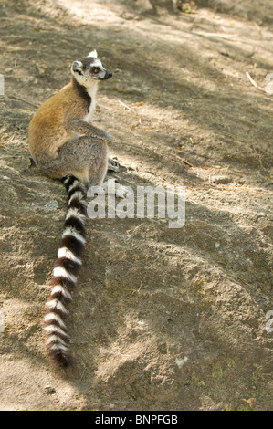 Portrait of a relaxed lemur catta sitting on the grass. Ring-tailed ...