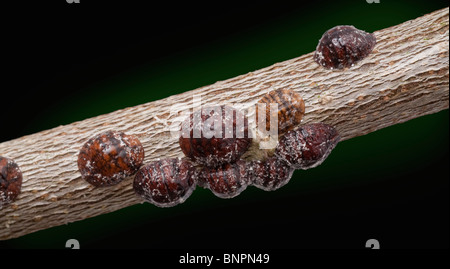 European fruit lecanium scale insect Parthenolecanium corni, female ...