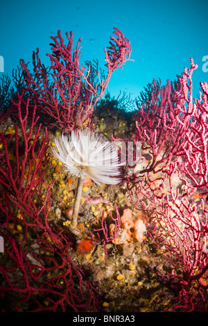 Tube Worm in Coral Reef, Sabellastarte sanctijosephi, Rocktail Bay ...