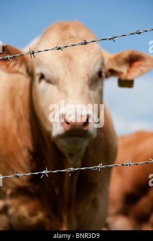 Cattle behind barbed wire fence with Devils Tower in distance, top ...