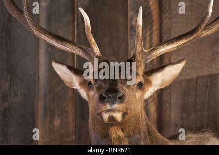 Mounted Stag Head on Cabin Wall. wooden Russian house in Siberia ...