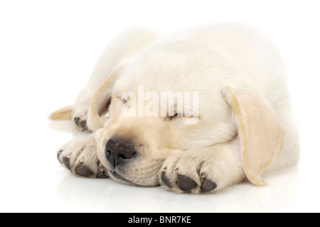 sleeping Labrador Retriever Puppy Stock Photo - Alamy
