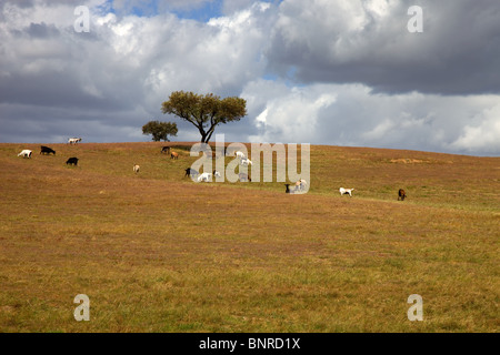 lonely tree in a alentejo farm, the south of portugal Stock Photo - Alamy