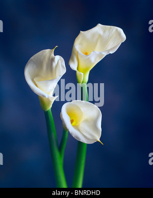 Three Calla Lily flowers and stems isolated on white background Stock ...