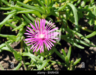 Lampranthus roseus. Mesembryanthemum roseum, Rosy dew plant, Oxenbould ...