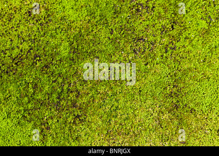 Macro picture of green moss. Close up macro photography of nature ...