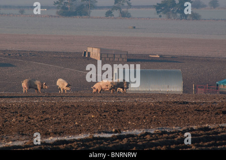 europe; UK, england, wiltshire, pig farming free range Stock Photo - Alamy