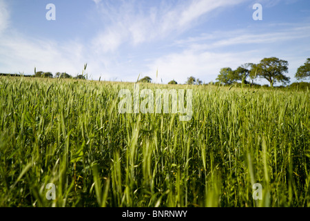 Sky in Manaccan, Cornwall (England Stock Photo - Alamy