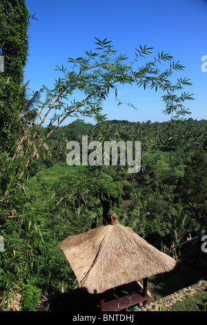 Indonesia, Bali, Ubud, Sayan Valley and Ayung River Stock Photo - Alamy