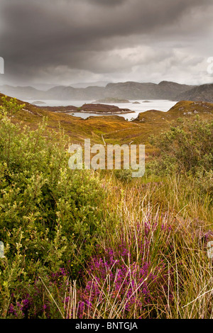 Beautiful countryside in Scotland with lush tall grass Stock Photo - Alamy