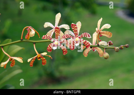 Orchids of high-mountainous Borneo. Exotic natural flowers of Borneo ...