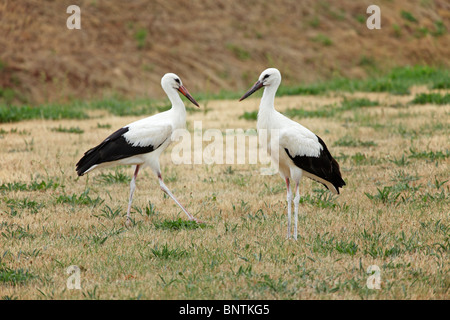 young storks on a meadow Stock Photo - Alamy