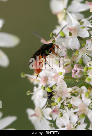 Ichneumon Wasp, Tryphon rutilator, Tryphoninae, Ichneumonidae ...