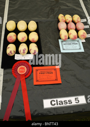 Prize winning potatoes at horticultural show Stock Photo - Alamy