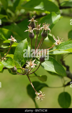 young apple fruit forming Stock Photo - Alamy