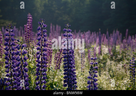 Sugar Hill Lupine Festival - Lupine in Sugar Hill, New Hampshire USA ...