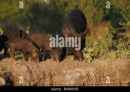Feral Pig (Sus scrofa), mother with young drinking from pond, Fennessey ...