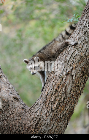 Raccoon, Procyon lotor, forest, tree trunk, climb, view camera Stock ...