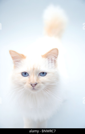 A vertical shot of a cute fluffy cat in a park looking into the camera ...