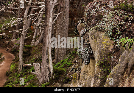 Ghost Cypress trees in Pt. Lobos State Reserve, Carmel, California, USA ...