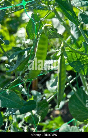 Organic vegetable garden Stock Photo - Alamy