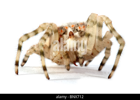 Magnificent spider photographed in a studio Stock Photo - Alamy