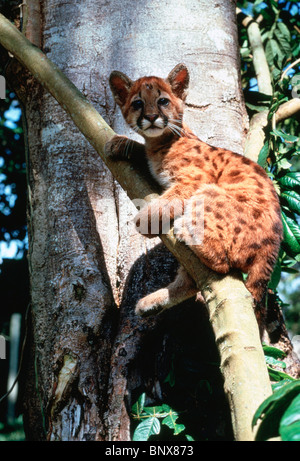 Ocelot (Leopardus pardalis) climbing tree, Pantanal, Brazil Stock Photo ...