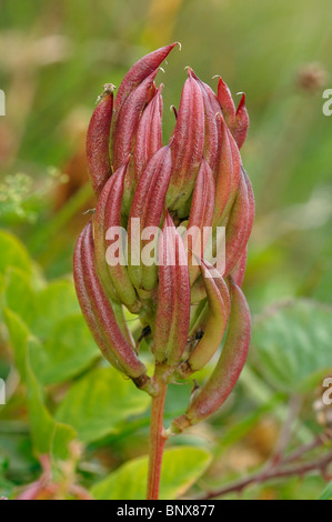 Astragalus seed pods Stock Photo - Alamy
