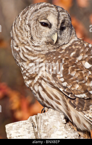 A Barred Owl (Strix varia) is perched on a weathered, snow-covered tree ...