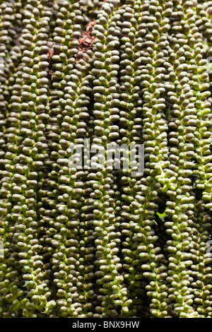 Unripe dates on palm tree Stock Photo - Alamy