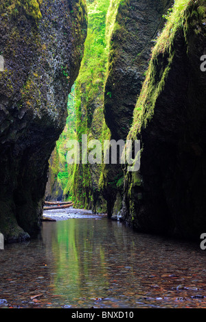 Oneonta Gorge, Oregon. Lush and green canyon. A beautiful day hike that ...