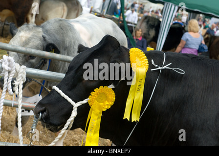 Prize winning bull in the show ring at the 100th Royal Welsh Show 2019 ...