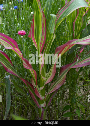 A close up details of Ornamental Zea Mays in the Flower Garden at ...